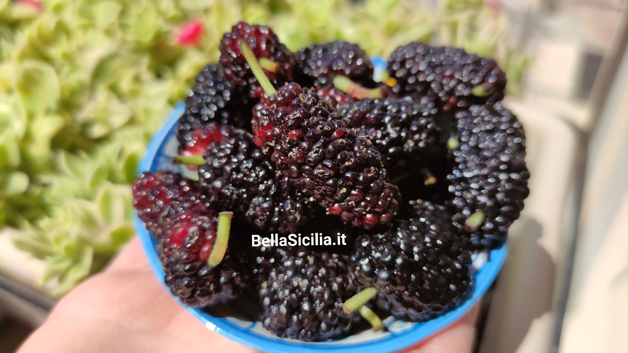 More di Gelso, frutto antico e pregiato - BellaSicilia.it